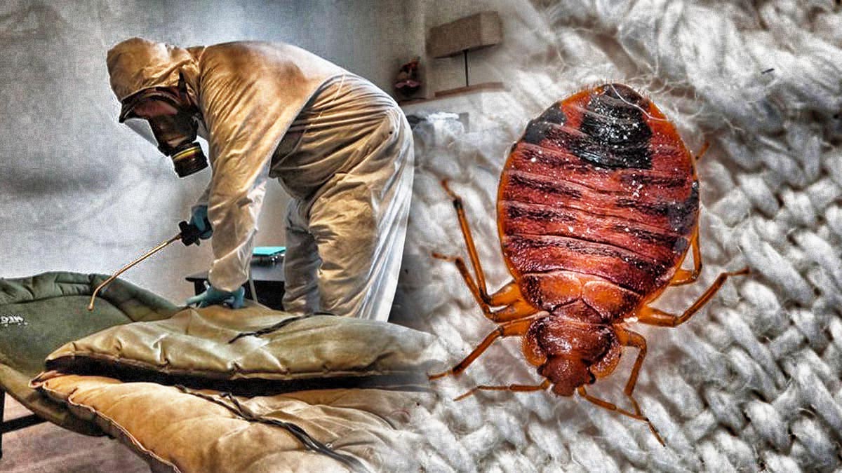 Comment se débarrasser des Punaises de lit?